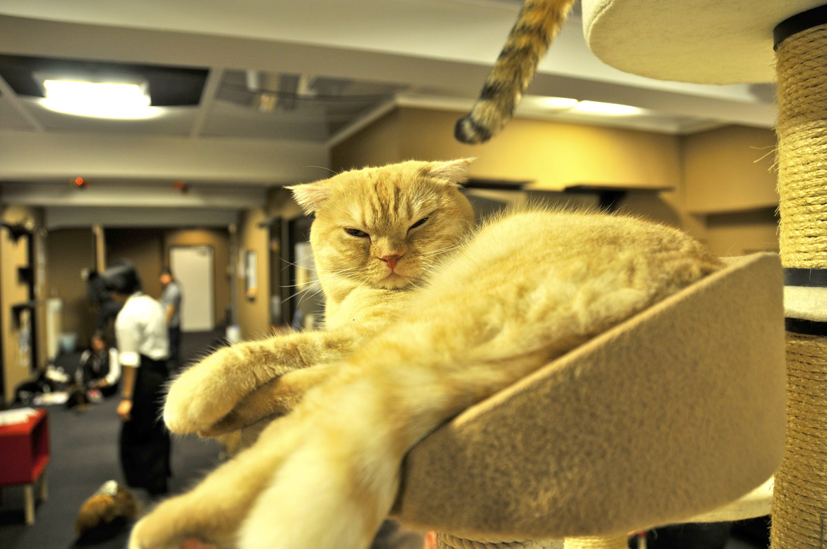 Voyage insolite : découvrez le bar à chats ! « Blog infotourisme